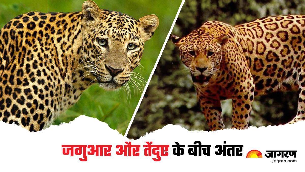 क्या आप भी जगुआर और तेंदुए के बीच फर्क करने में होते हैं कन्फ्यूज ...