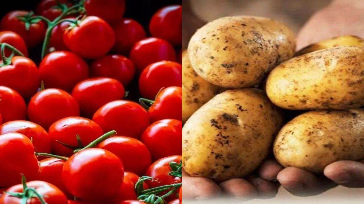 Punjab News: घने कोहरे के कारण आलू और टमाटर पर पड़ा प्रभाव, गेहूं की ...