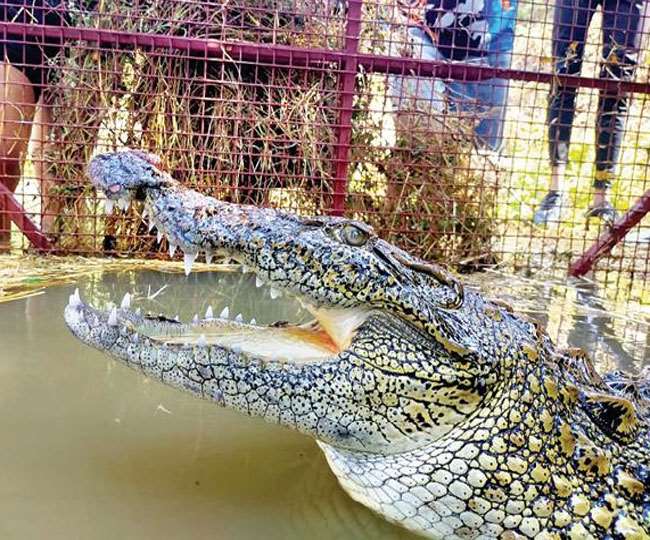 Crocodile Rescue: दो माह की कड़ी मशक्कत के बाद आखिरकार पकड़ा गया छह फुट ...