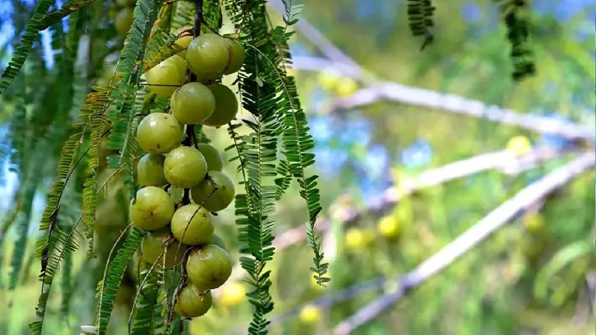 Vastu Tips: दरिद्रता से छुटकारा पाने के लिए इस दिन घर में लगाएं आंवले का पेड़, भरी रहेगी हमेशा ...