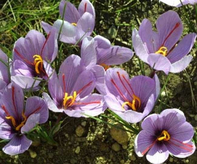 आखिर पंजाब में 50 हजार रुपये किलाे क्याें बिक रहा केसर का बीज, किसान ...