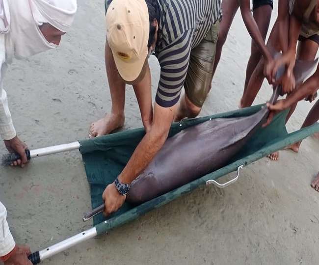 बाराबंकी में चार डॉल्फिन का सफल रेस्क्यू कर बनाया कीर्तिमान, पांचवी की ...