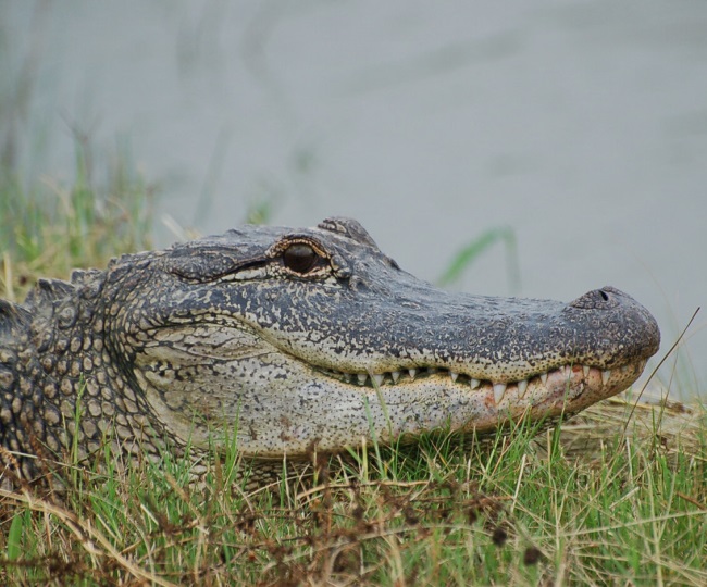 Alligators: इस साल बढ़ जाएगी घड़ियालों की संख्या, मई के आखिर तक चंबल ...