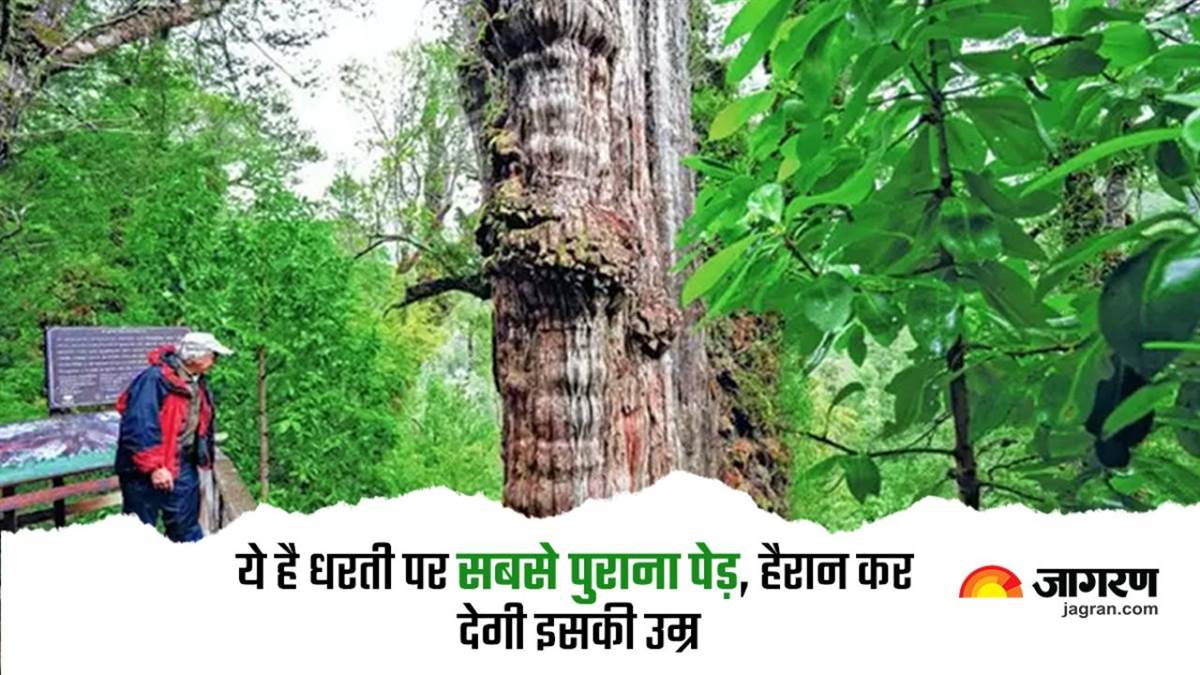 Great Grandfather Tree: धरती पर सबसे पुराने पेड़ का इतिहास है लाजवाब ...