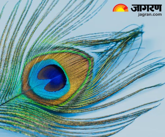 Mor Pankh Ke Upay: आर्थिक तंगी दूर करने के लिए घर में रखें मोर पंख ...