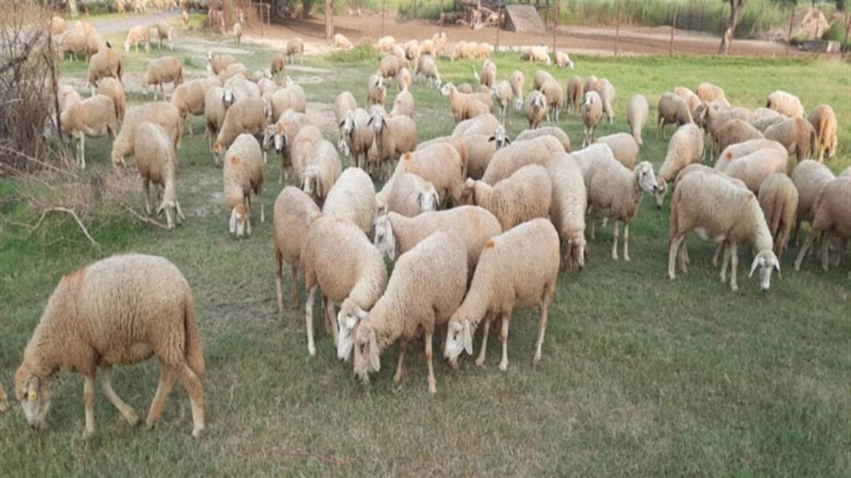 ऊन से आय में कमी की भरपाई करेगी मुज्जफरनगरी भेड़, ब्रीड तैयार करेगा ...