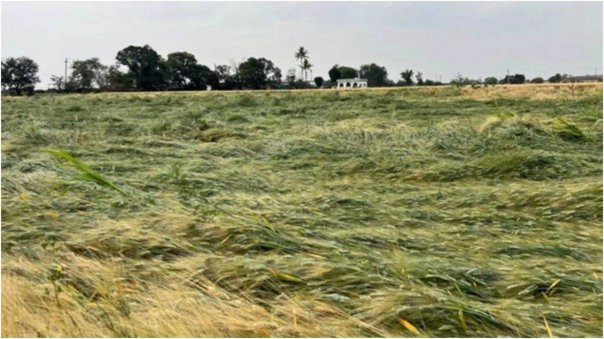 रबी की बर्बाद हुई फसलों के लिए 42 करोड़ का मुआवजा देगी बीमा कंपनी ...