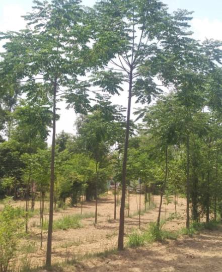 एक द्रेक लाभ अनेक - darek tree at neri hamirpur - Himachal Pradesh ...