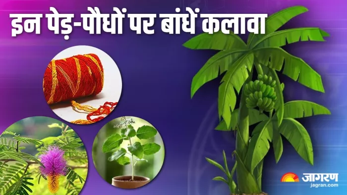 Kalawa Benefits: इन पेड़-पौधों में कलावा बांधने से होते हैं कई लाभ ...