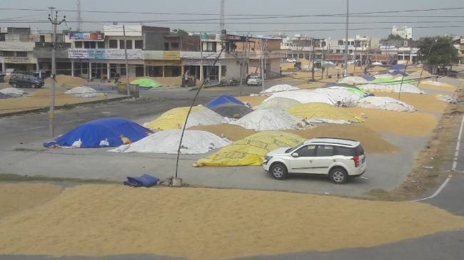 अनाज मंडियों में धान की आवक तेज, गेट तक पहुंचा धान - Paddy arrives in ...