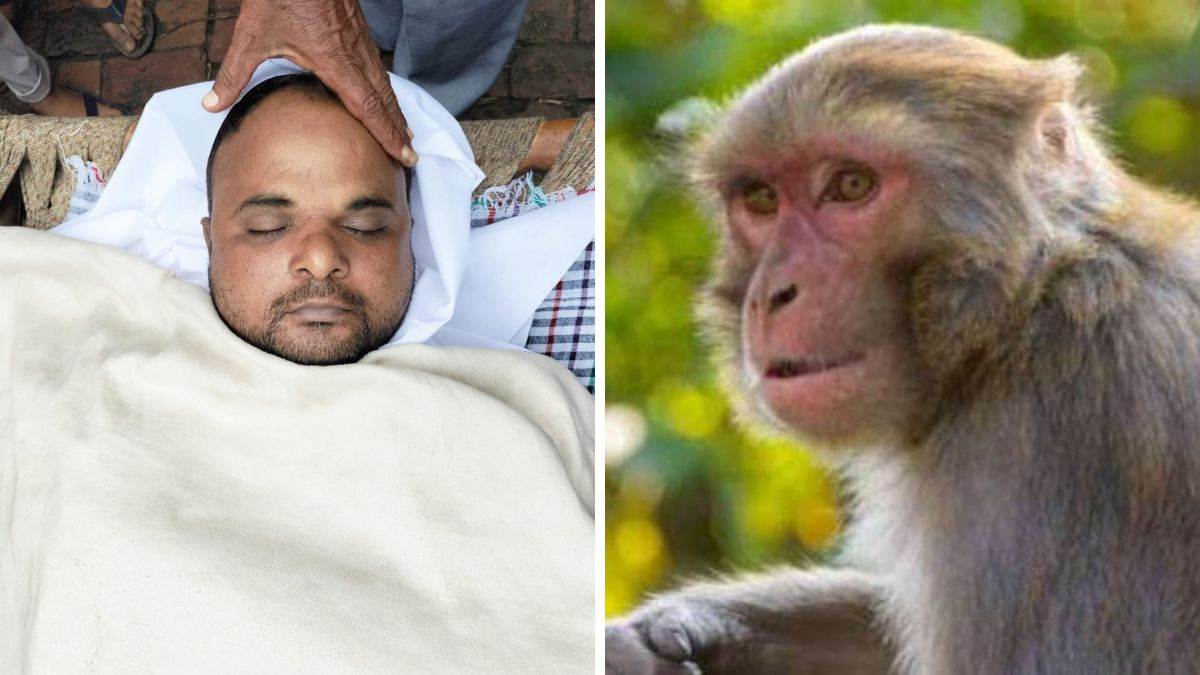 Monkeys Attack: बागपत में बंदरों के हमले में छत से गिरकर युवक की मौत ...