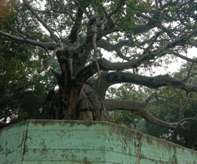 Historical Tree of Prayagraj : प्रयागराज में आस्था के दरख्त को पहचान की ...