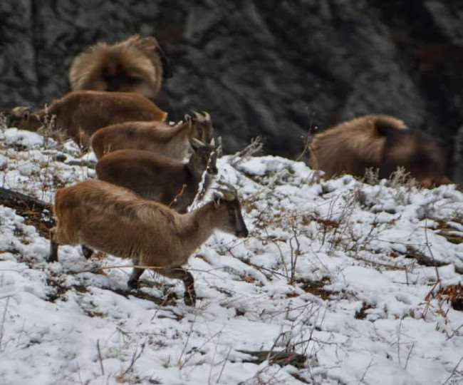 पांगी में बर्फबारी व ठंड बढ़ने से निचले क्षेत्रों में उतरने लगे वन् ...
