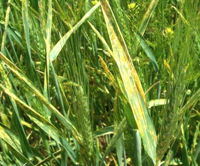 गेहूं की फसल पर बढ़ रहा खतरा Haryana में अलर्ट जारी Panipat News ...