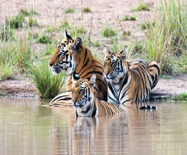 टाइगरों की आबादी दोगुनी करने के लिए भारत और नेपाल में साइटों को किया ...
