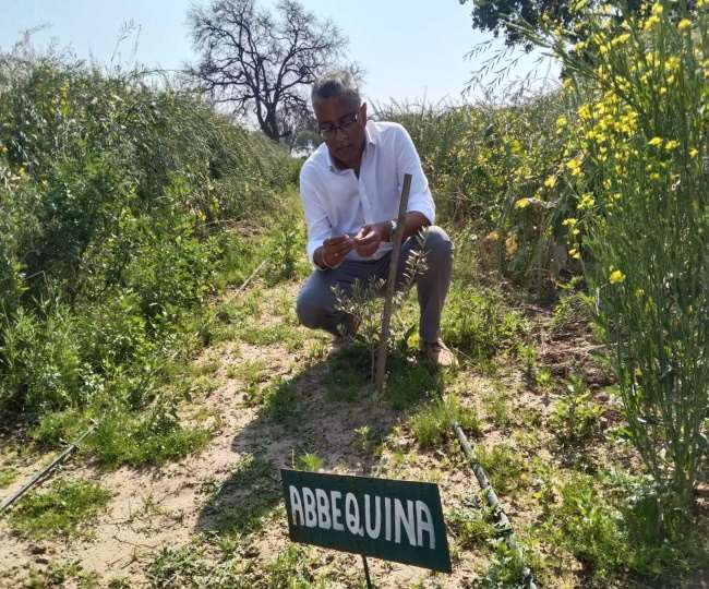 चंबल के आइआइटियन ने बोई अनोखे किस्म की फसल, महकाई आगरा के 600 किसानों ...