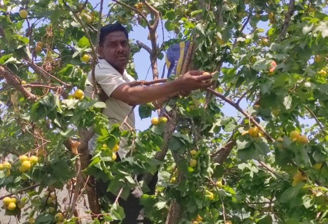 अल्मोड़ा में पांच जगह लगेगी फूड प्रोसेसिग यूनिट - Food processing unit ...
