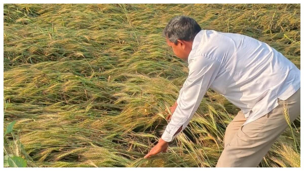 Faridabad News: तेज हवा और वर्षा किसानों के लिए बनी आफत, 70 प्रतिशत ...