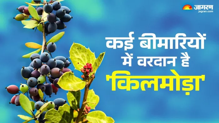5 बीमार‍ियों में वरदान से कम नहीं है Kilmora, ऐसे करें डाइट में शाम‍िल ...