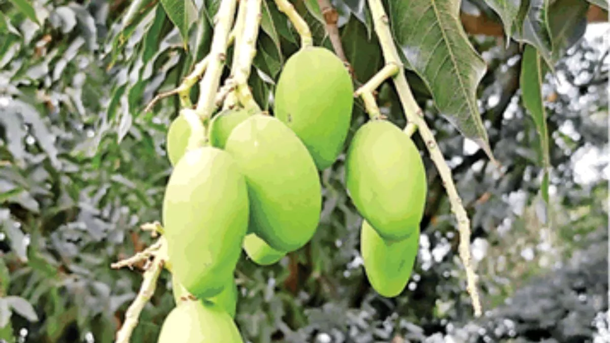 बाजार में जल्द आने वाले हैं मलिहाबादी दशहरी आम पिछली वर्ष की तुलना में ...