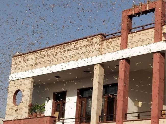 Locust Attack Rajasthan: जयपुर शहर में पहुंचा टिड्डी दल, जिले के 2500 ...