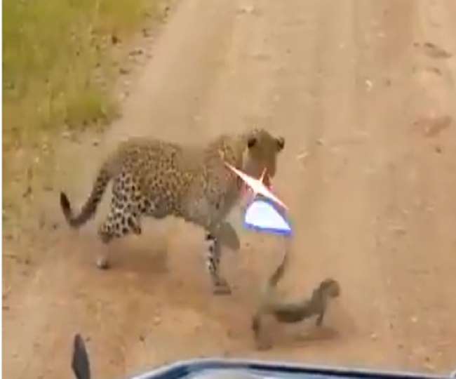 तेंदुए को छिपकली से पंगा लेना पड़ा महंगा, खाने पड़े कई थप्पड़ - lizard ...