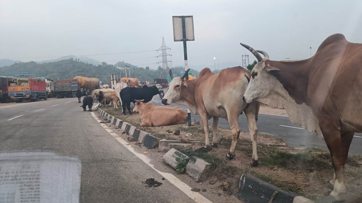 Bilaspur: स्वारघाट में बढ़ा बेसहारा पशुओं का आंकड़ा, पर्यटकों को हो रही ...