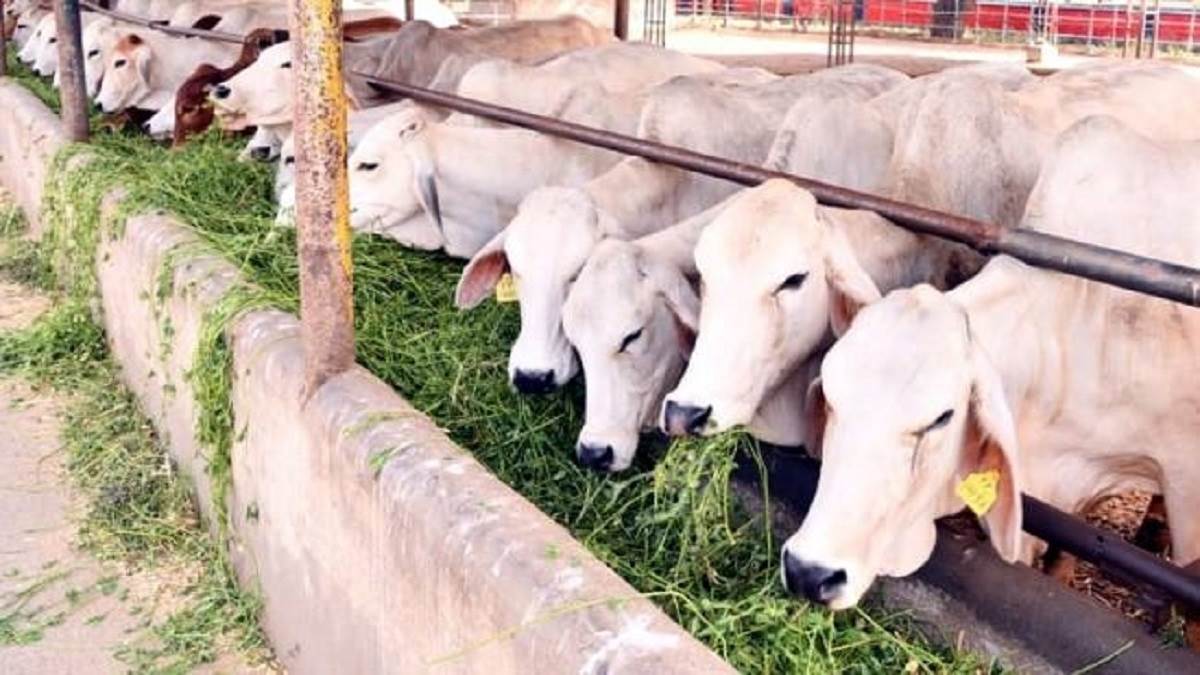 Subsidy For Cow: योगी सरकार का दुग्ध पालकों को तोहफा, गाय पालने पर ...