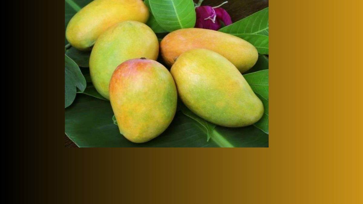 Mango Season : बारिश में स्वाद के साथ बढ़ेगी फलों के राजा आम की मांग; हल्द्वानी पहुंच रहा ...