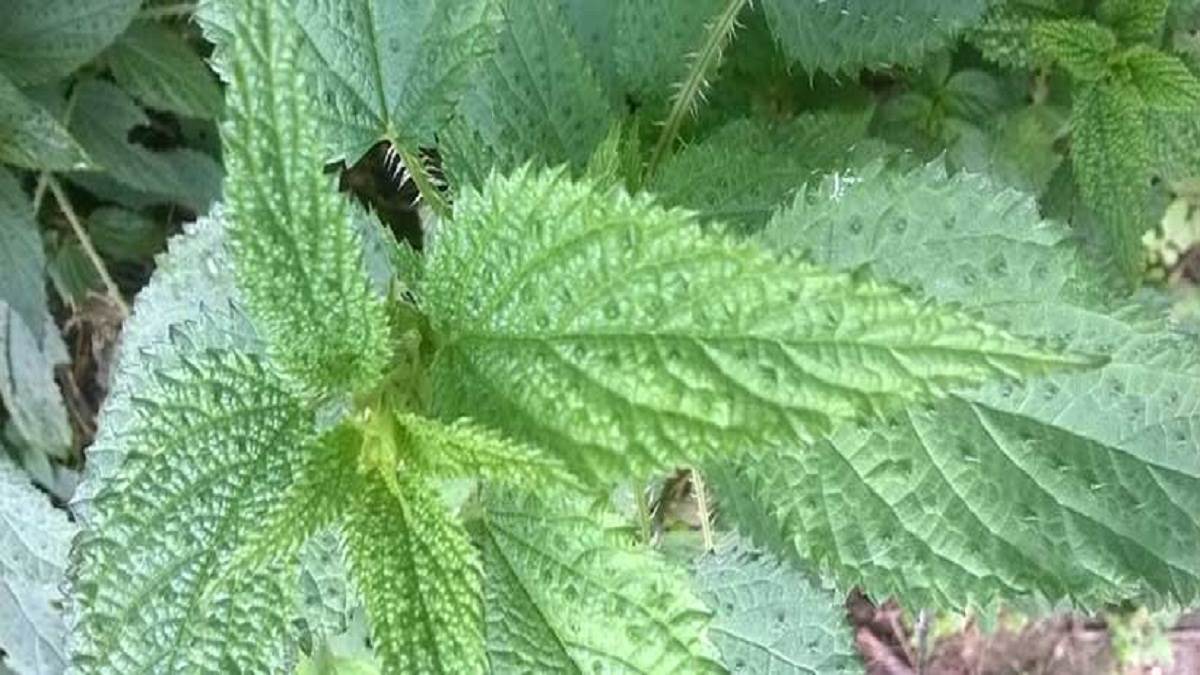 Bichhu Ghas of Uttarakhand: बिच्छू घास, नाम पर मत जाइए, इसकी खासियत ...