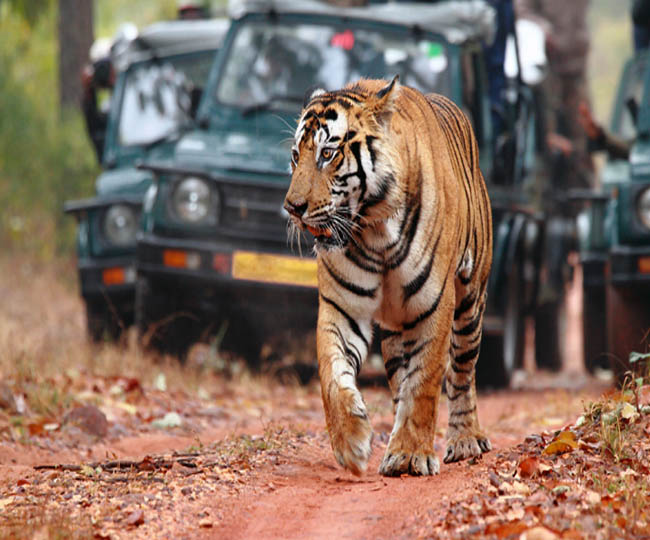 Jim Corbett Birth Anniversary: आदमखोर के लिए दुश्मन तो पर्यावरण व ...