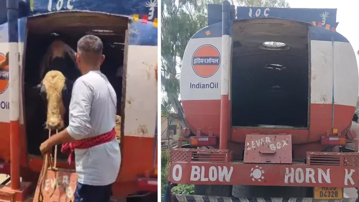 पंजाब में पुष्पा स्टाइल में गो तस्करी, तेल का टैंकर काटा और ठूस डालीं ...