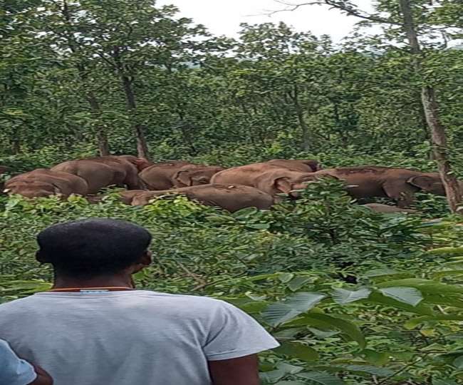 विचरण करते हजारीबाग से बेरमो पहुंचा 22 हाथियों का झुड़ इलाके में दहशत ...