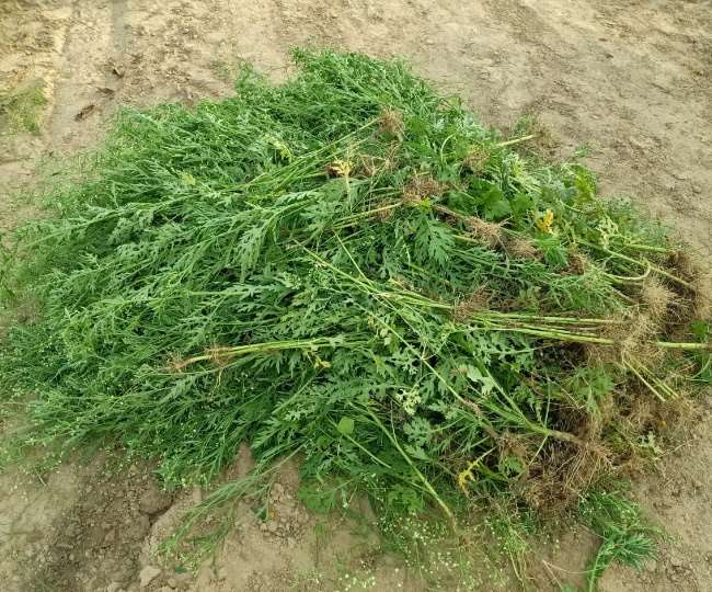 गाजर घास के एक पौधे से पनपते हैं 10 हजार से अधिक नए पौधे, हो सकती है कई ...