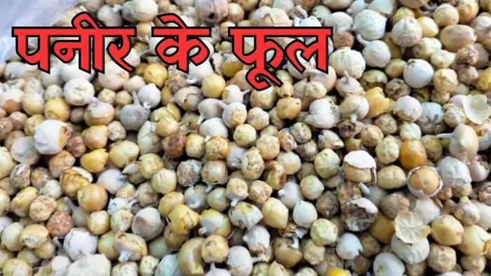 Paneer ke Phool: कई समस्याओं का रामबाण इलाज है पनीर का फूल, जानें इसके ...