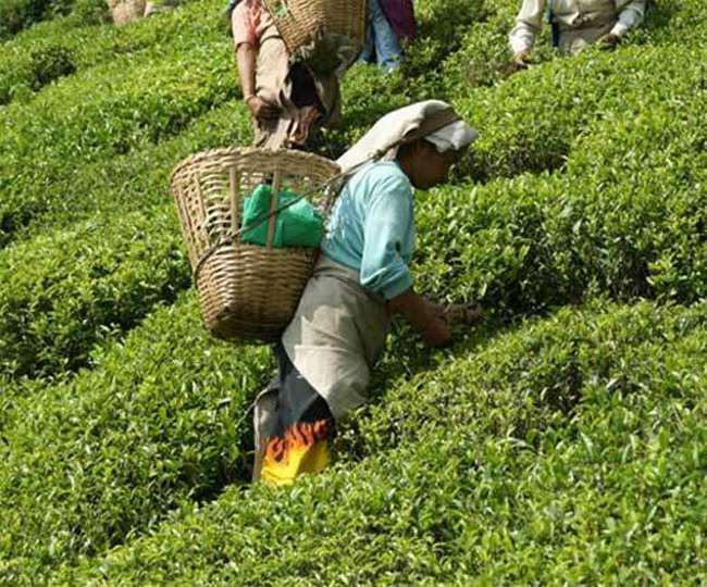 अब फ्लिपकार्ट और स्नैपडील पर बेरीनाग की चाय, युवा व्यवसायी ने की पहल ...