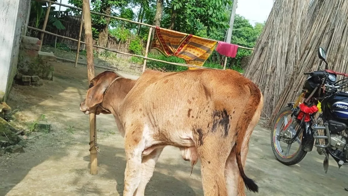 Lumpy Virus in Bihar: अररिया में बीमार हो रहे पशु, किसानों में छाई ...