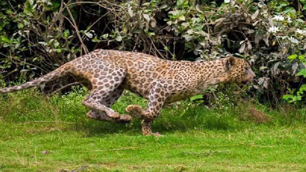 दून के त्यूणी में गुलदार ने पशुपालक की 3 बकरियों को बनाया निवाला, वन ...