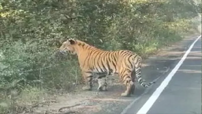 Uttarakhand: स्कूल जा रहे बच्चों के रास्ते में आया गुलदार का जोड़ा ...