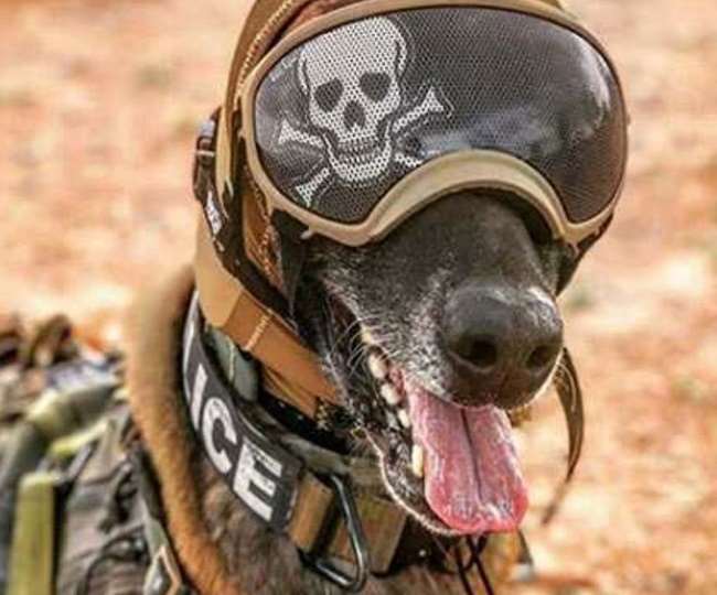 अमेरिकी सेना ने सैन्य कुत्तों की सुरक्षा के लिए भी उठाए कदम, डेवलप कराए ...