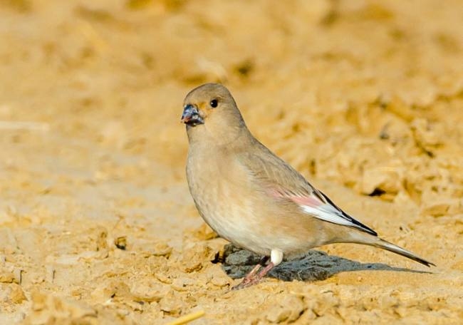 पहली बार दिखाई दिया दुर्लभ प्रजाति पक्षी डेजर्ट फिच - Desert finch a ...