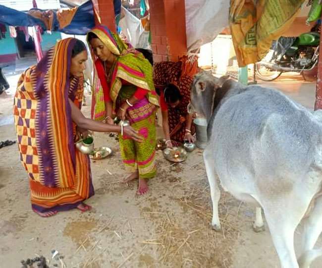 पशुधन की महत्ता बताता है बांदना पर्व, झारखंड के आदिवासी समाज के लिए है ...