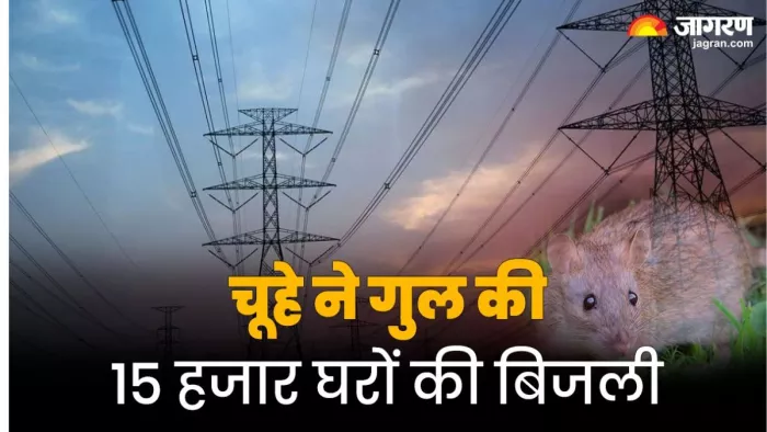 Bijli Cut: नटखट चूहे ने काटा ऐसा तार, बिजली उपकेंद्र में हो गया धमाका ...
