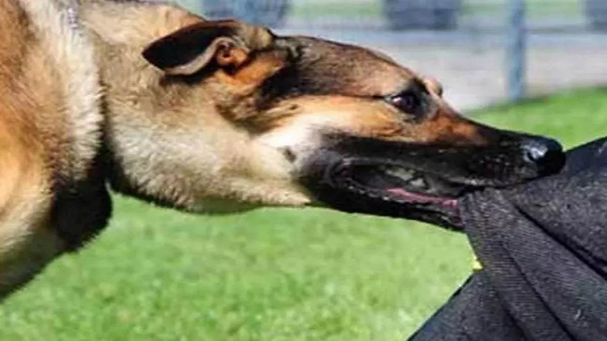 भोजपुर: आरा में पागल कुत्ते का आतंक, एक ही रात में 100 लोगों को काटा, सुरक्षा कर्मी कर रहे तलाश ...