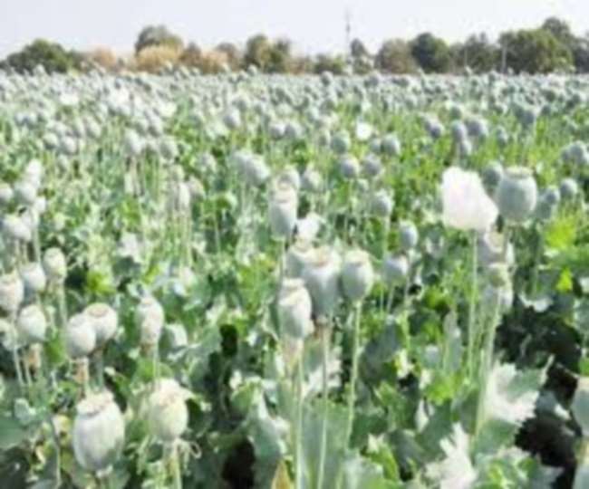 मंझारी में एक एकड़ से अधिक क्षेत्र में अफीम की फसल पुलिस ने किया नष्ट ...
