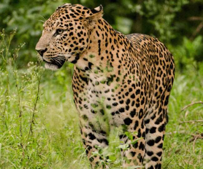 Uttarakhand Lockdown Update: जू में दिनभर भूखे रहे गुलदार-मगरमच्छ ...