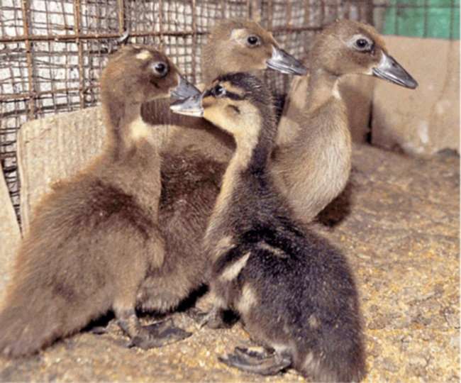 क्रास ब्रीडिंग से पैदा हुई बतख की नई प्रजाति ये है खासियत Jamshedpur ...