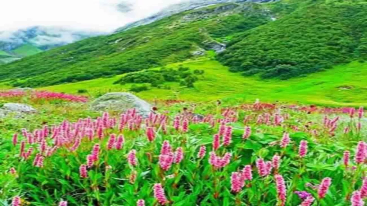 Valley of Flowers: फूलों से भरी घाटी का 1 जून से करें दीदार, इस साल ...