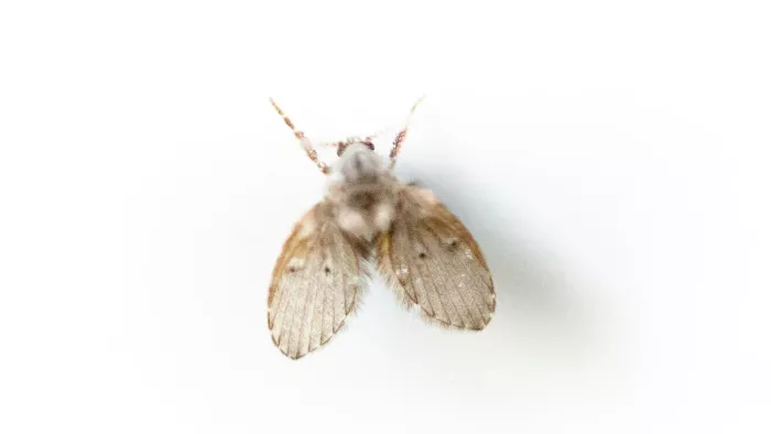 Drain Fly Remove: सिंक के आसपास घूम रहीं छोटी-छोटी मक्खियों से ऐसे पाएं ...