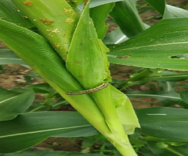 मक्का की फसल को लील रही सुंडी, किसान परेशान; बरतें ये सावधानियां ...